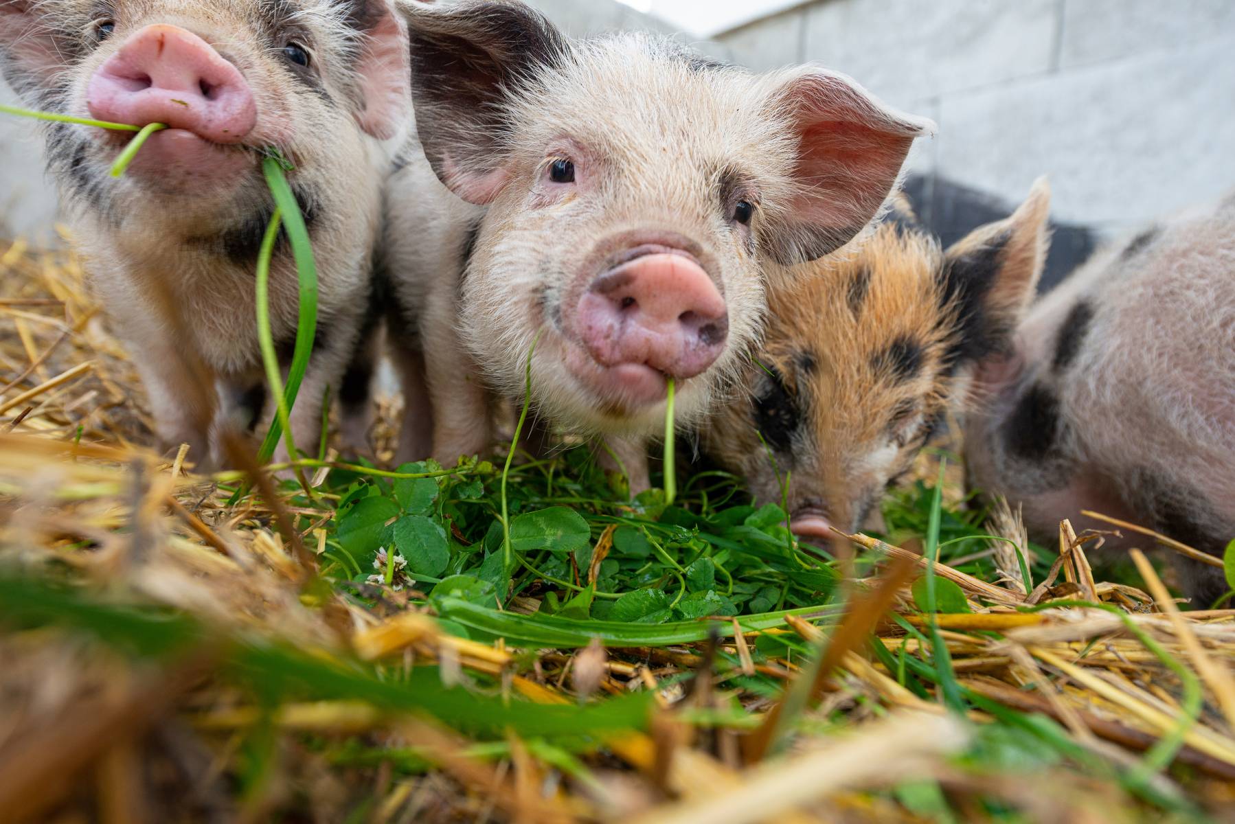 When to Wean Piglets – Mother Earth News